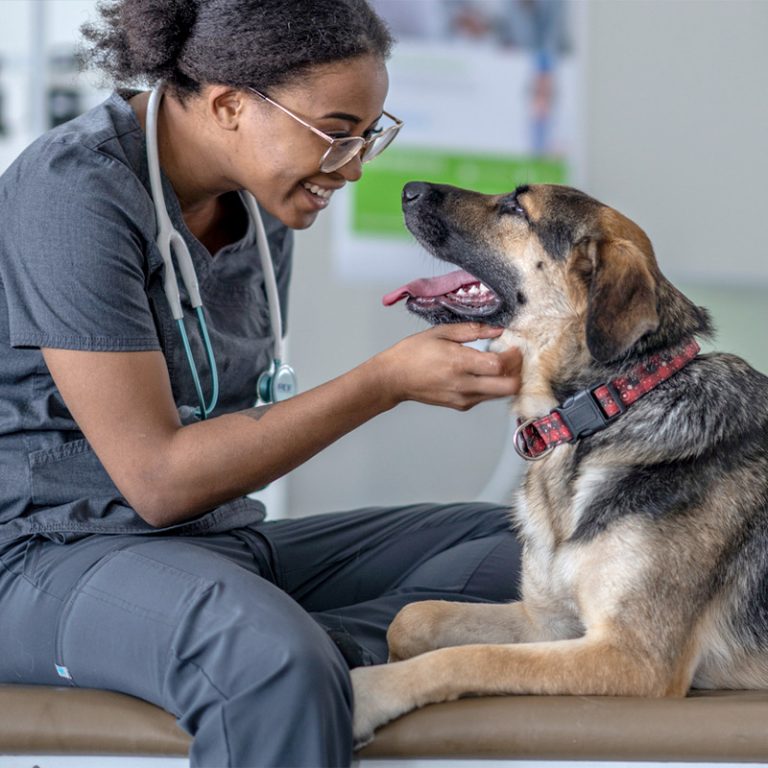 Pet Wellness Clinic in Eastgate, OH | My Pet’s Vet Group