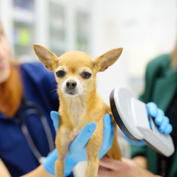 Veterinary Surgery in Mason, OH | My Pet’s Vet Group