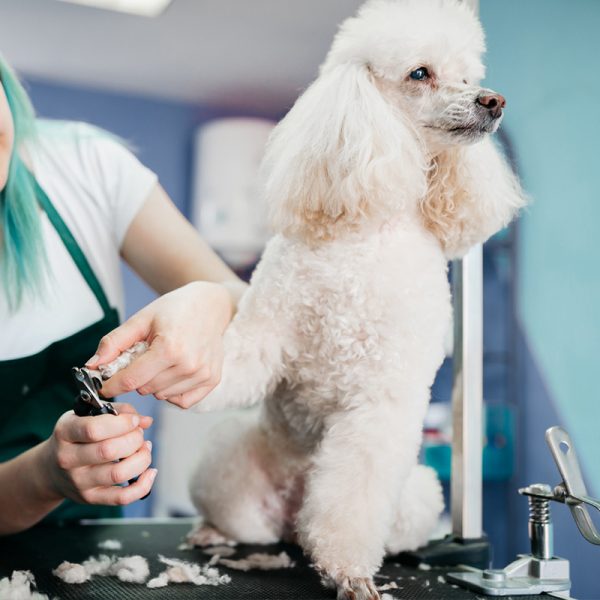 Pet Grooming Services in Mason, OH | My Pet’s Vet Group